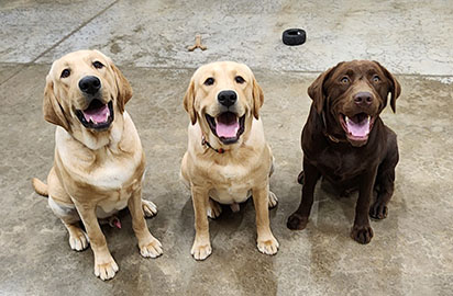 Trained Labrador Retrievers for Sale - Started Family Labs - Labrador ...