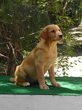 Trained Labrador Retrievers for Sale - Started Family Labs - Labrador ...