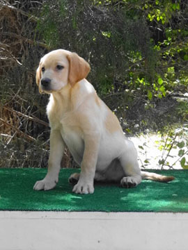 Trained Labrador Retrievers for Sale - Started Family Labs - Labrador ...