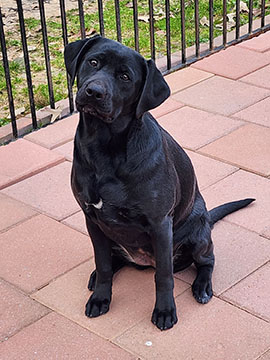 Trained Labrador Retrievers for Sale - Started Family Labs - Labrador ...
